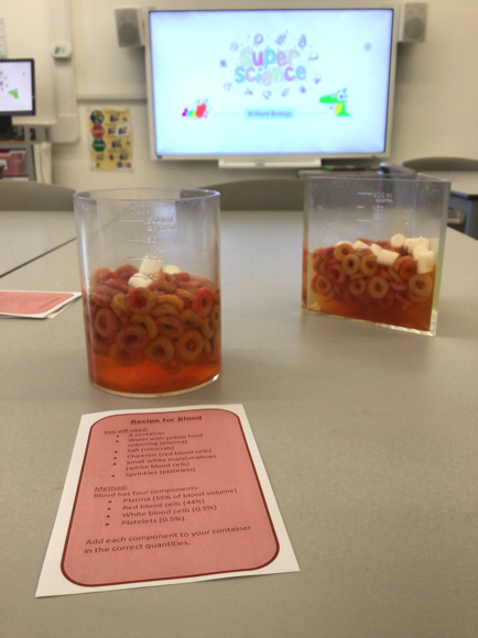 Year 6 - Blood Models - Latest News - Drapers' Maylands Primary School